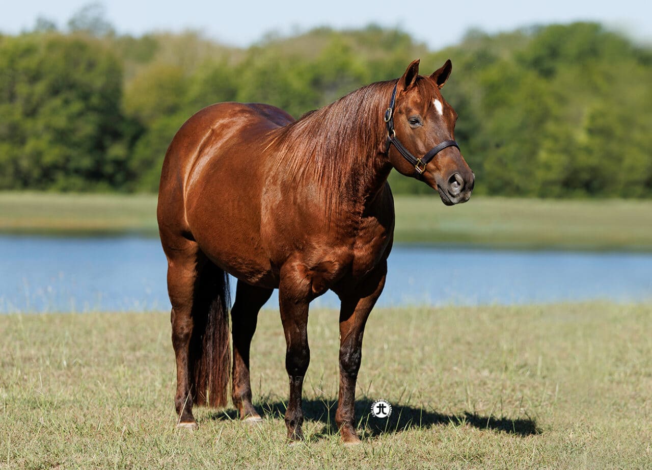 BQH Chex Out Wimpys | XCS Ranch
