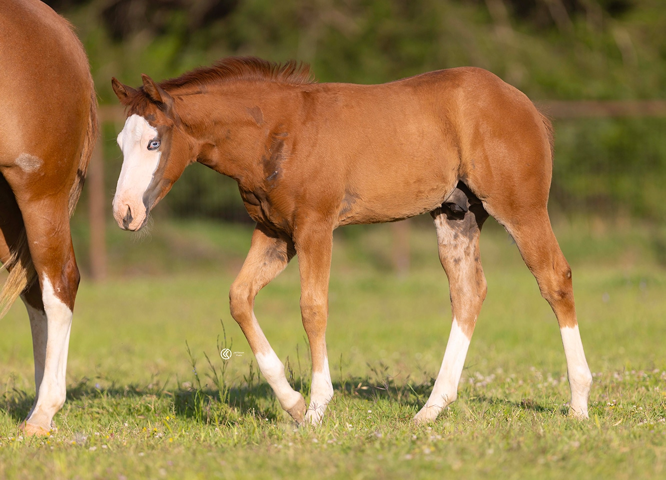 Weanlings | CS Ranch Texas