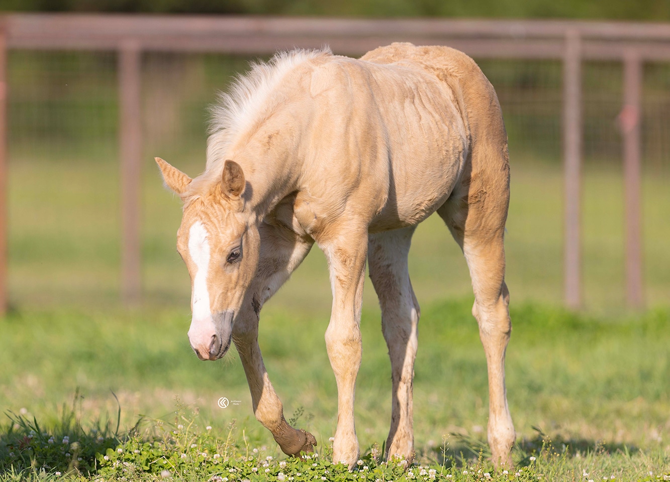 Weanlings | CS Ranch Texas